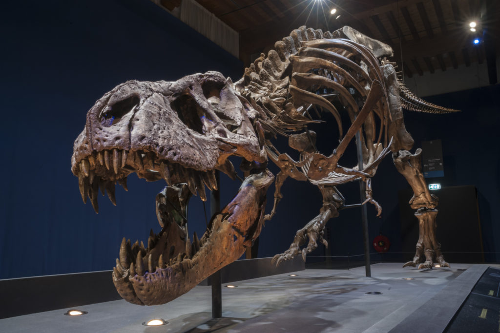 Naturalis Museum of Natural History | Discover Benelux