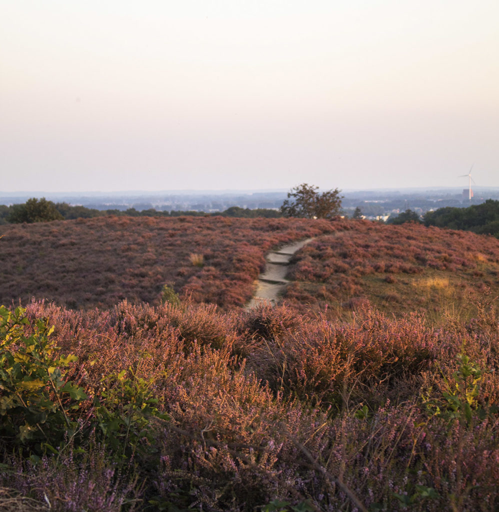 Green Netherlands' TOP 5 national parks | Discover Benelux